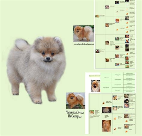 Норма веса немецкого шпица 61 фото картинки Sobakovod Club