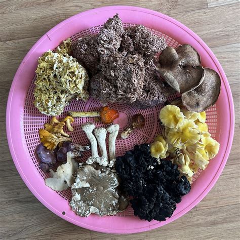 버섯 11가지 전골에 산채 18가지 정식 모두 직접 채취·재배 중앙일보 버섯 11가지 전골에 산채 18가지 정식 모두 직접 채취·재배 중앙일보