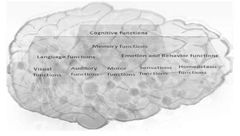 Cognitive Functions Functional Hierarchy Download Scientific Diagram
