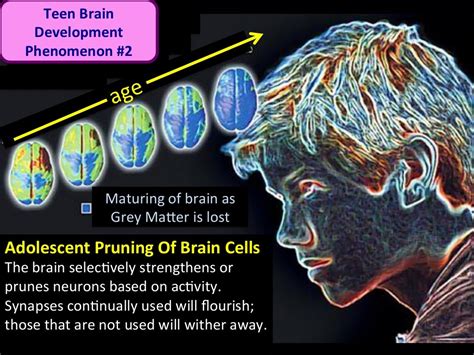 Why Is Pruning An Essential Part Of Brain Development At Robert Hambright Blog