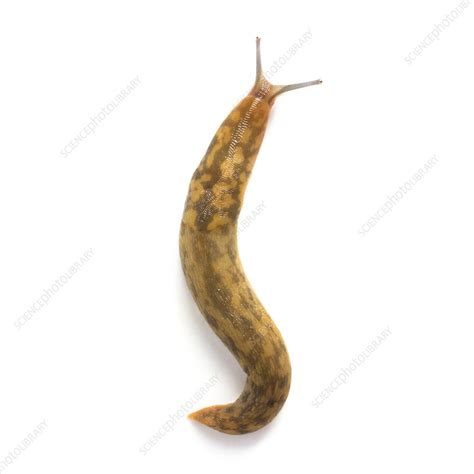 Yellow Slug Stock Image F0076611 Science Photo Library