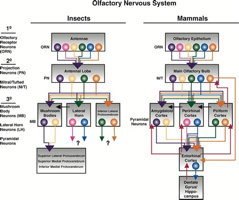 Olfactory Learning Neuron