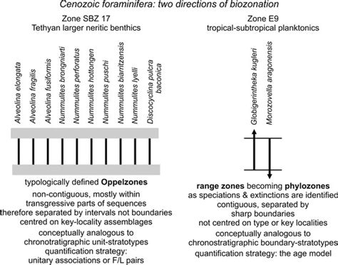 7 Two Kinds Of Eocene Foraminiferal Biozone Exemplifying Two
