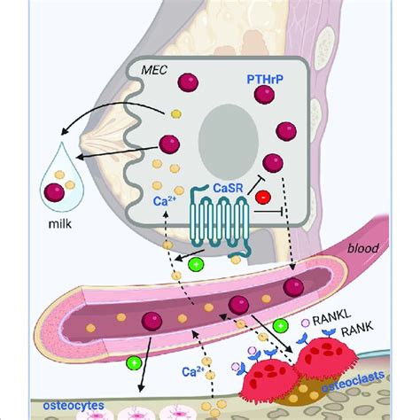 Calcium Sensing Feedback Loop Between Bone And Breast Pthrp Regulates