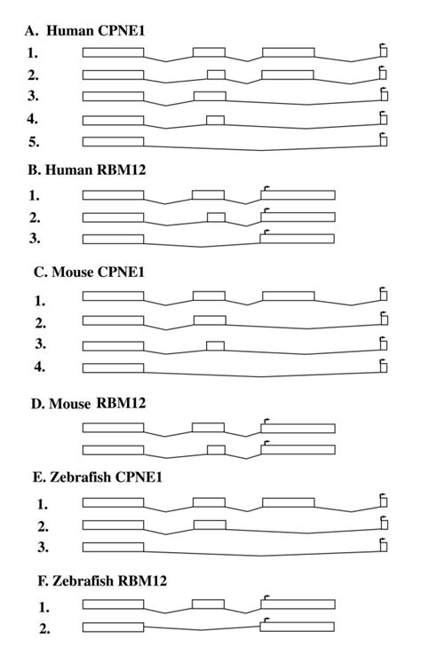 Alternative Splicing Forms Of Cpne1 And Rbm12 In Human Mouse And Download Scientific Diagram