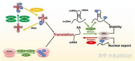 易基因｜深度综述：rna M5c修饰的生物学及在肿瘤发生和免疫治疗中的作用 知乎