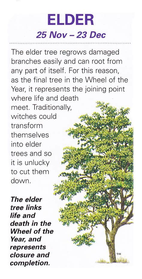 Discover The Wisdom Of Celtic Tree Astrology Elder Nadelbäume Worte Der Inspiration