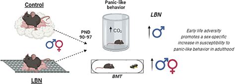European Journal Of Neuroscience Vol 60 No 8