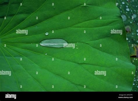closeup of water drops on the green lotus leaf on venation pattern