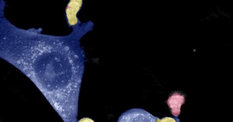 Live T Cell Assay Selectscience