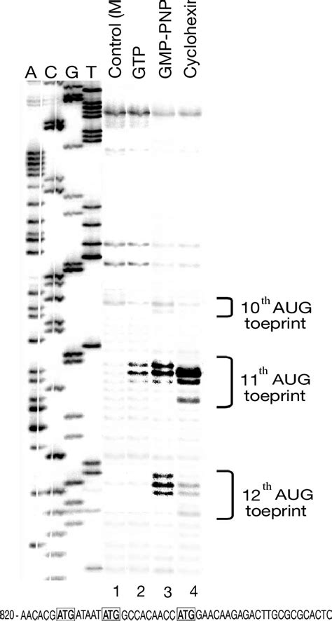 Toeprint Assay Of 48s And 80s Complexes Formed In Rrl With The