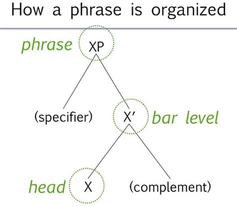X Bar Theory Flashcards Quizlet