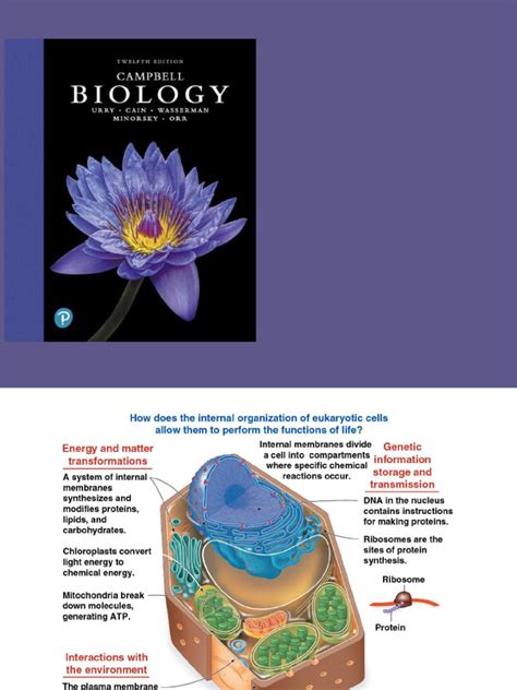 Lecture 4 Cell Structure And Function Part 1 Pdf Cell Biology Lecture 4 Cell Structure And Function Part 1 Pdf Cell Biology
