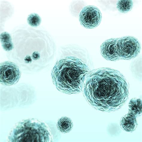 Accelerate Your Cell Based Assays With Atccs Innovative Thawready™ Thp 1 Nf κb Luc2 Reporter