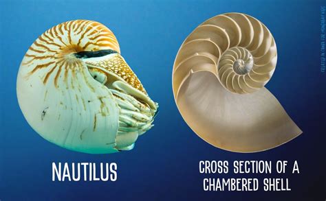 Sagoma Di Nautilus