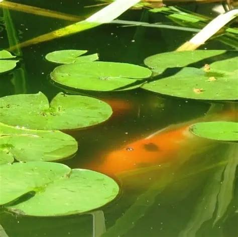 Guide To Different Types Of Pond Algae With Pictures Pond Informer