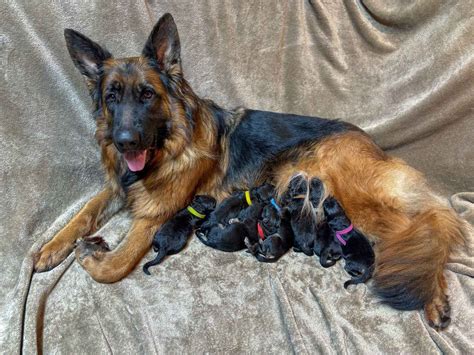 German Shepherd Dog Puppies For Sale In Washington