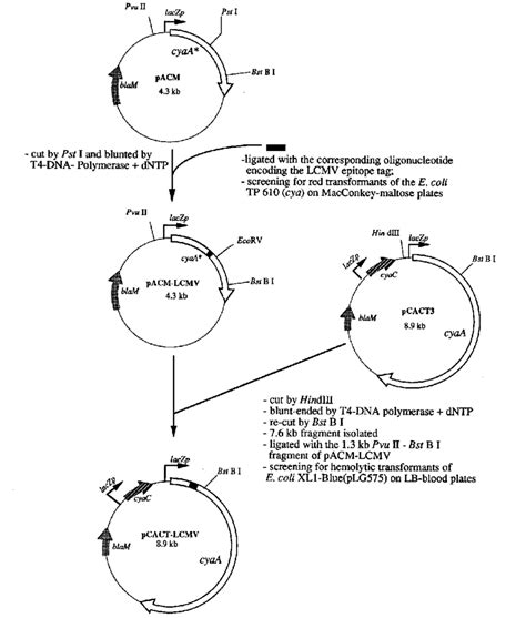 Schematic Diagram Of The Procedure Used For Construction Of Toxins