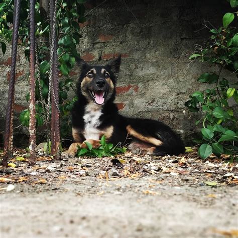 Kalaiselvan🌿 🐶🇹 🇴 🇳 🇾 Instagram