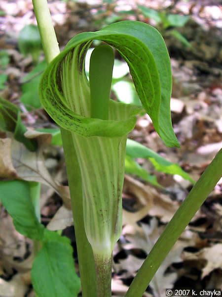 Arisaema Triphyllum Jack In The Pulpit Minnesota Wildflowers