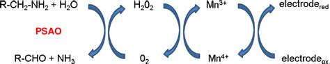 Figure 1 From Development Of A Voltammetric Amine Oxidase Modified