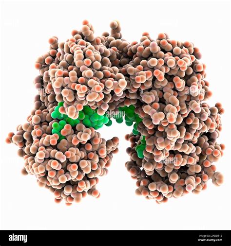 Argonaute Protein Complexed With Guide Dna Deoxyribonucleic Acid Computer Model Showing The