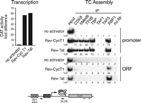 Tat And P Tefb Direct Recruitment Of Tbp In The Absence Of Tafs When Download Scientific