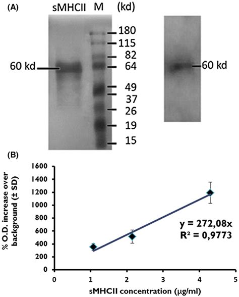 Isolation And Purification Of Smhcii Proteins Soluble Mhcii Proteins Download Scientific