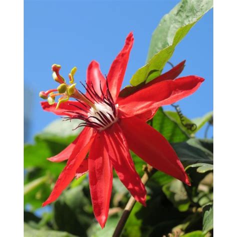Jual Tanaman Hias Passiflora Coccinea Bunga Granadila Merah Red