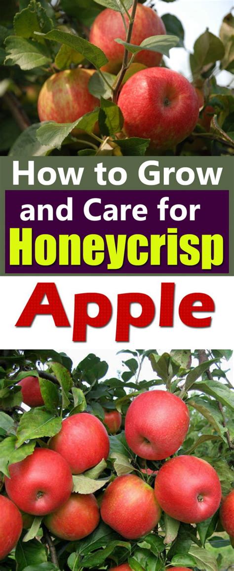 How To Prune A Honeycrisp Apple Tree At Margurite Stokes Blog