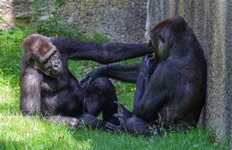 Primates Qué Son Características Y Tipos Enciclopedia Significados
