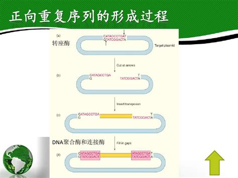 转座子类型word文档在线阅读与下载无忧文档