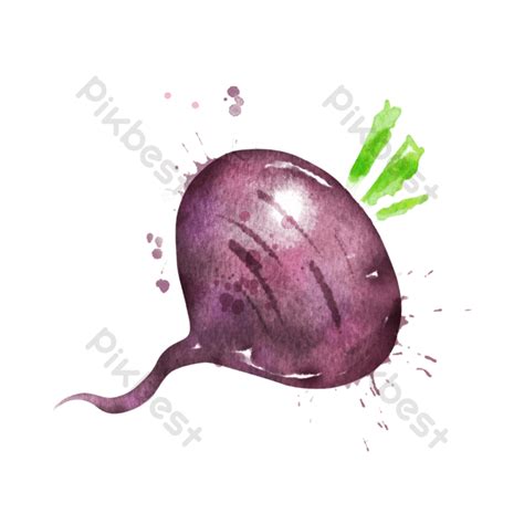 Beetroot Png Images Psd Free Download Pikbest