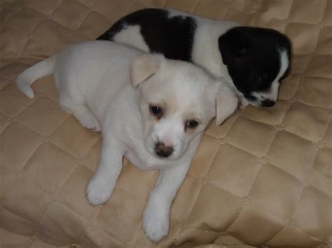 강아지 무료분양 믹스견 Band