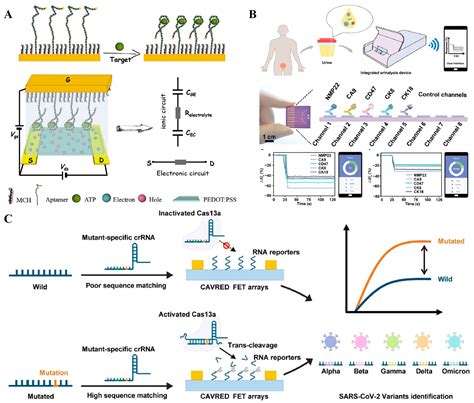 Recent Advances In Aptamer Based Point Of Care Testing