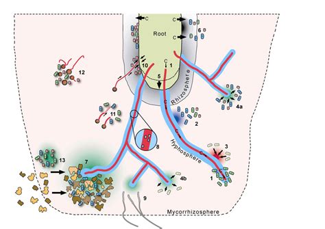 Schematic View Of Possible Interactions Among Different Components Of