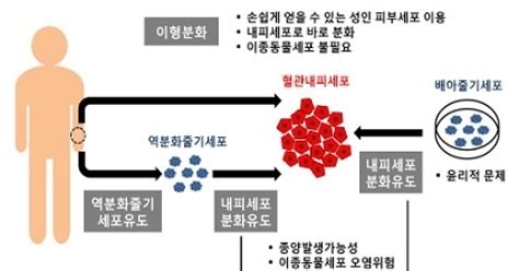 서울대병원 역분화 없이 피부→혈관세포 분화 기술개발