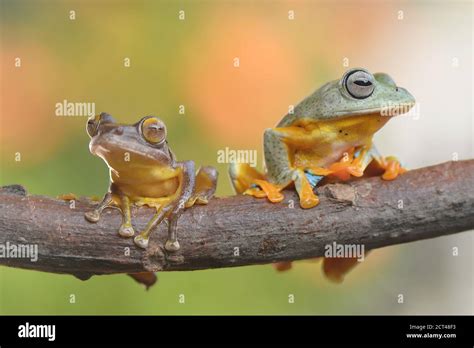 Tree Frog From Indonesia Is Beautiful Color Stock Photo Alamy