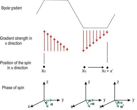 22 Effect Of The Bipolar Gradient On The Phase Of Stationary And Moving