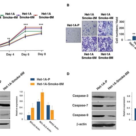 Chronic Exposure To CSC Treatment Increases Proliferative And Download Scientific Diagram