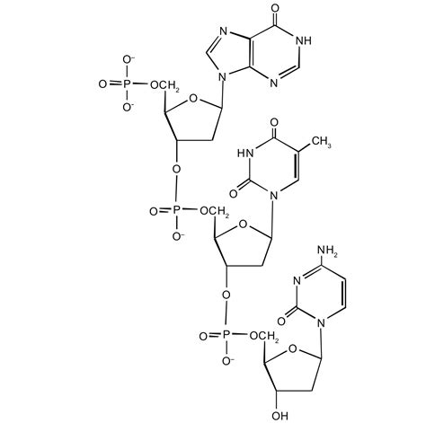 Nucleic Acid Diagram Structure
