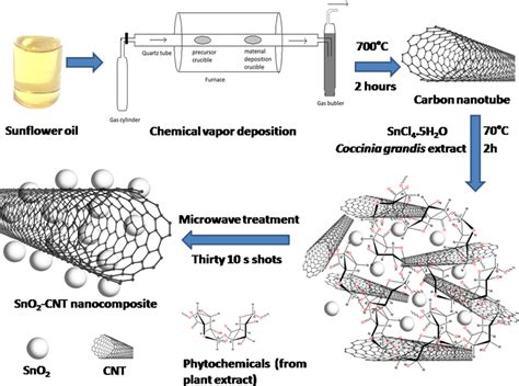 Schematic Representation Of The Bio Mediated Synthesis Of Sno2 Cnt Download Scientific Diagram