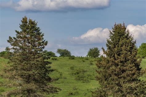 Heap Trees Images Free Download On Freepik