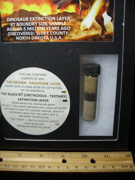 Preserved K T Boundary Layer Sample 040123a The Stones Bones Collection