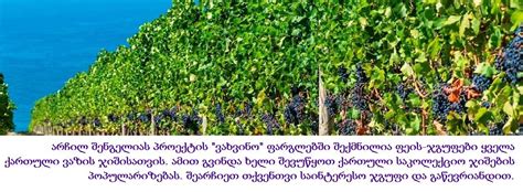 ჩინური Chinuri ქართული ვაზის ჯიში