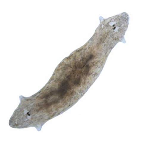Planarian Regeneration And Stem Cells