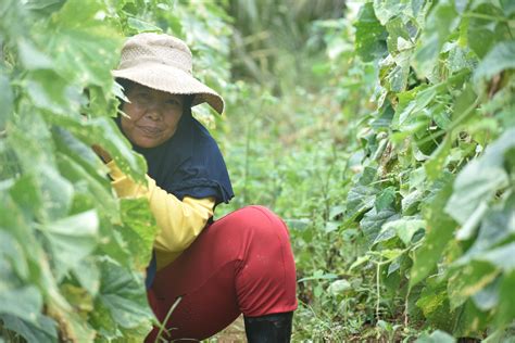 Cultivating Fields Of Hope Aksi Petani Perempuan Merespons Perubahan Iklim Kolaborasi Iklim