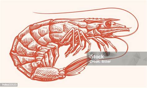 호랑이 새우 손으로 그린 조각 스타일 스케치 전체 새우 해산물 벡터 그림 음식에 대한 스톡 벡터 아트 및 기타 이미지 음식 미식가 판화 제작물 Istock