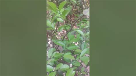 Kagzi Nimboo Tree Youtube