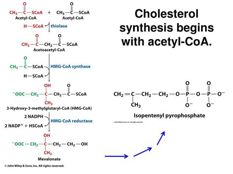 Ppt Lecture Notes For Chapter 17 Lipid Metabolism Powerpoint